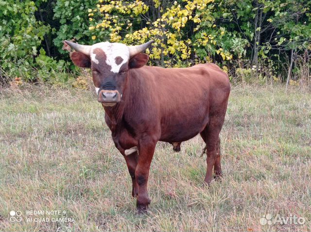 Бычки и быки