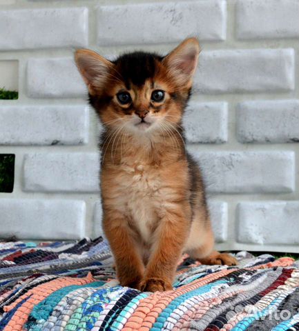 Котята Сомали