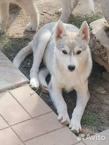 Серебристая красотка хаски