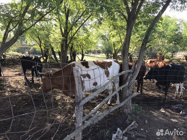 Продаю коров дойные 10 голов, и телки, быки, и тел