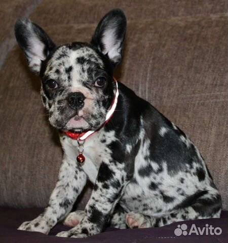 Мраморная красотка