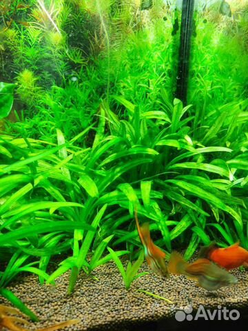 Растения для аквариума саггитария роголистник