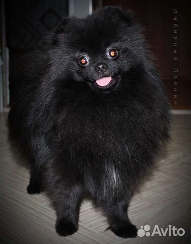 Черный принц для дам