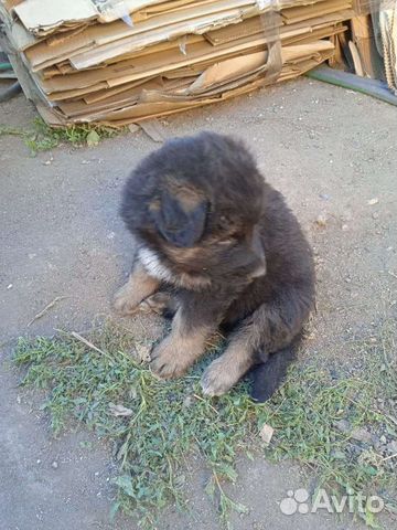 Собаки щенки немецкая овчарка
