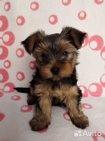Йоркширский терьер мини беби фейс. Продаётся щенок
