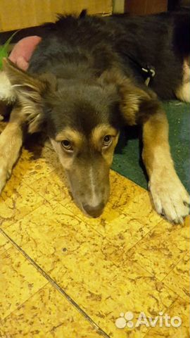 Щенок в добрые руки бесплатно