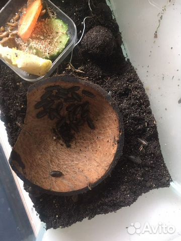 Мадагаскарские тараканы