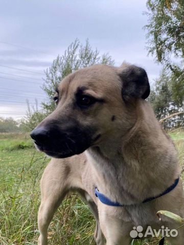 Скромный мальчик ищет маму и папу