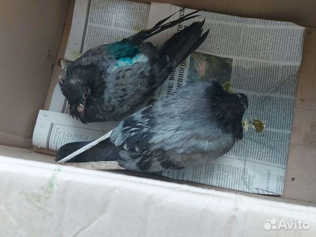 Пристраиваю в знающие добрые руки голубят слетков