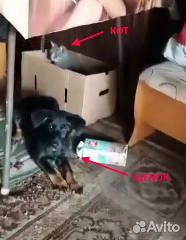 Щенок и кошка заперты у постоянно пьющих бездомных
