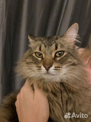 Сибирский митиз