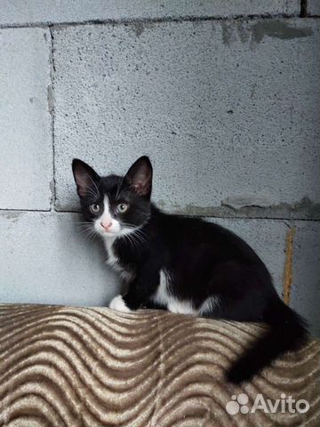 Котенок