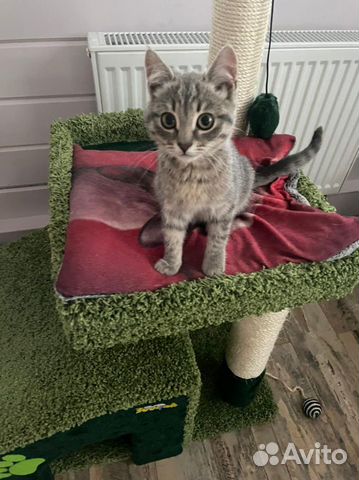 Мальчик котенок ищет дом