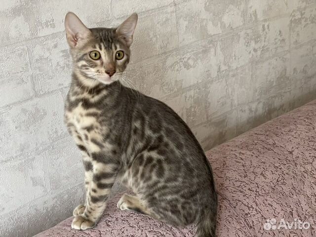 Бенгальская