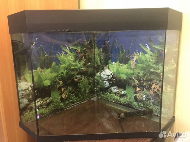 Аквариум