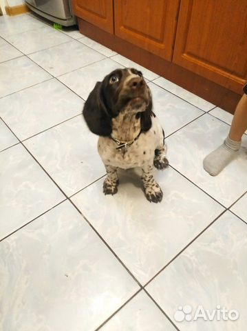 Собака кокер-спаниель русская