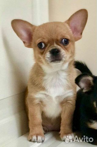 Щенок чихуахуа девочка