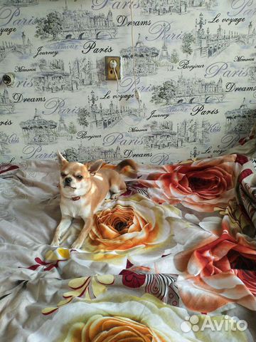 Собака Чехуахуа