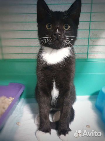 "Маркизный" котëнок