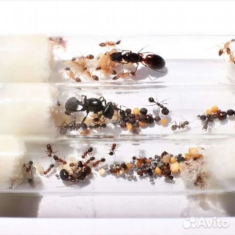 Муравьи из Израиля