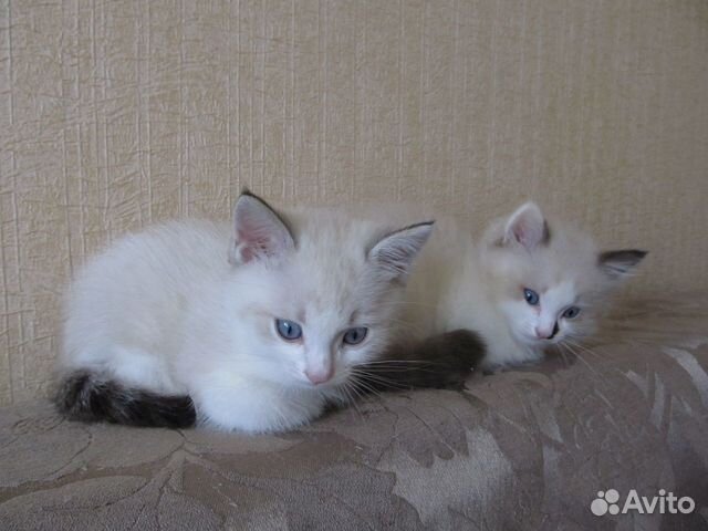 Отдам котят в добрые руки