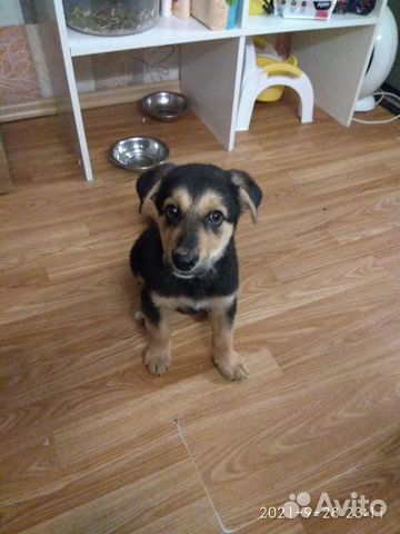 Собака в добрые руки щенок смесь овчарки и хаски