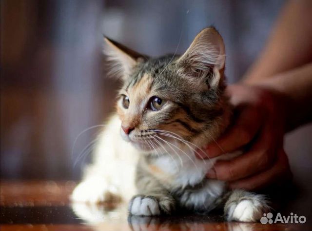 Сибирский котёнок