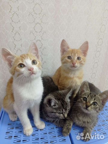 Сибирские котята в добрые руки