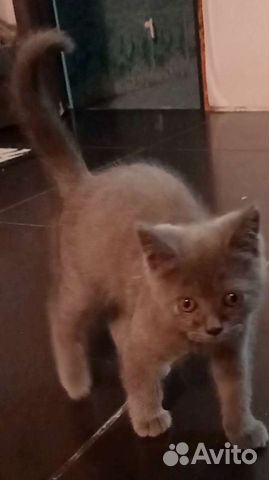 Котята в добрые руки приучены к лотку