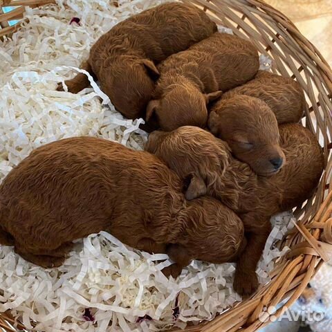 Той-пудель и мелкая миниатюра РКФ