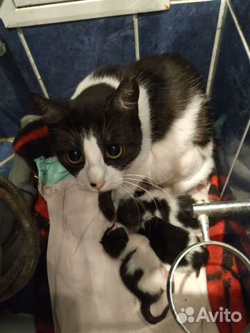 Кошка Мурка 5 лет