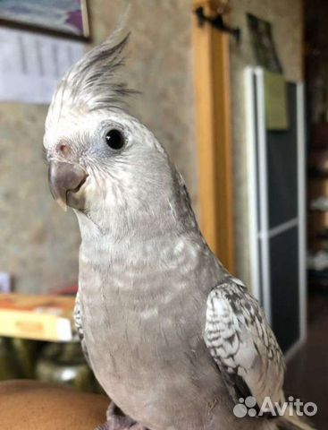 Корелла безщекая самец