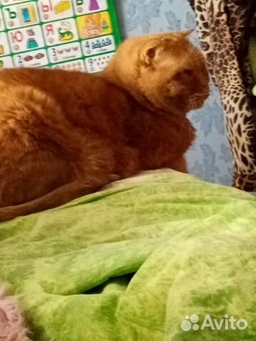 Чистокровная шотландская рыжая красавица