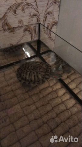 Красноухая черепаха