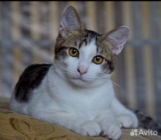 Чудо котик подросток Максик 8 месяцев в дар