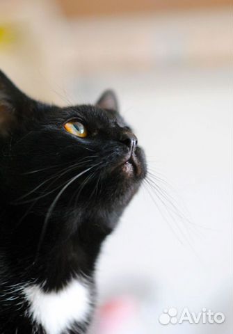 Чёрно-белый котик Макс