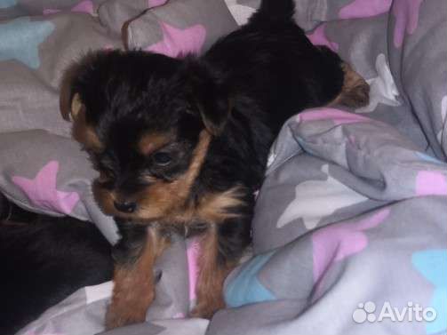 Йоркширский терьер щенки девочки