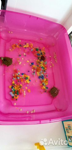 Красноухая черепаха