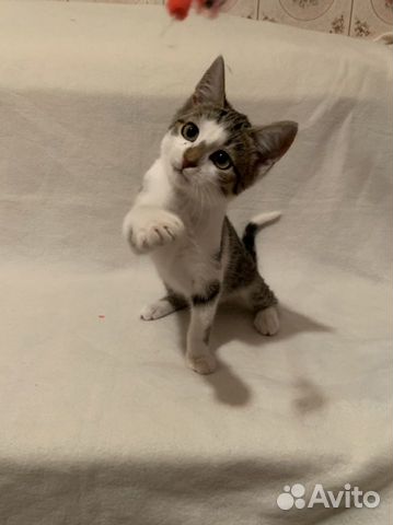 Котенок