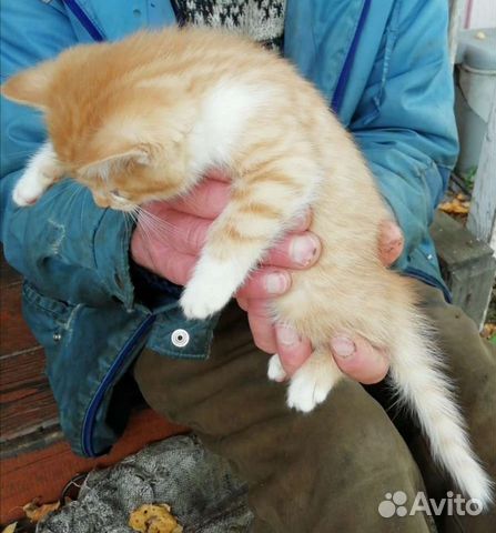 Рыжики дачные