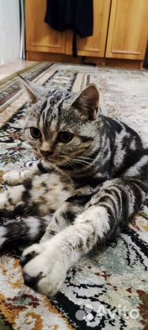 Котенок 9-10 месяцев