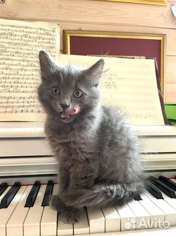 Серый пушистый котик, 2.5 мес