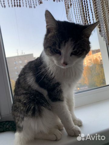 Кошки в добрые руки бесплатно