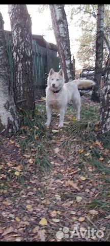 Собаки бесплатно хаски