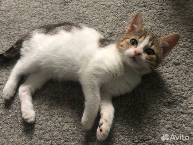 Котенок Мурочка в добрый руки