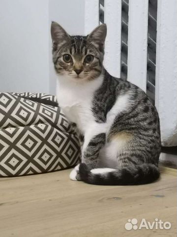 Красавчик котик