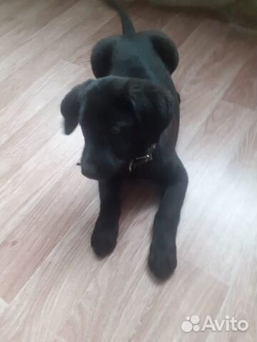 Щенок лабрадора