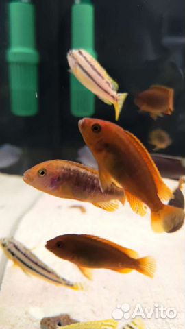 Йодотрофеус Шпренгера