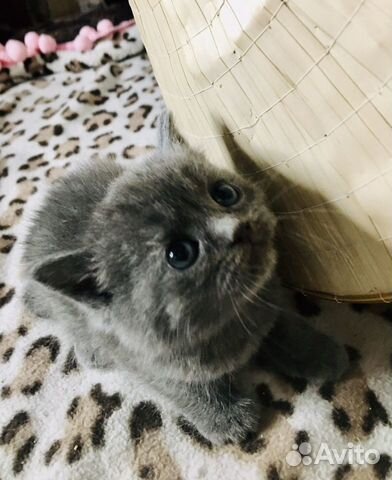 Метисы регдолл&британец