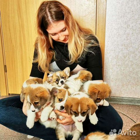 Вельш корги пемброк натуральные бобтейлы
